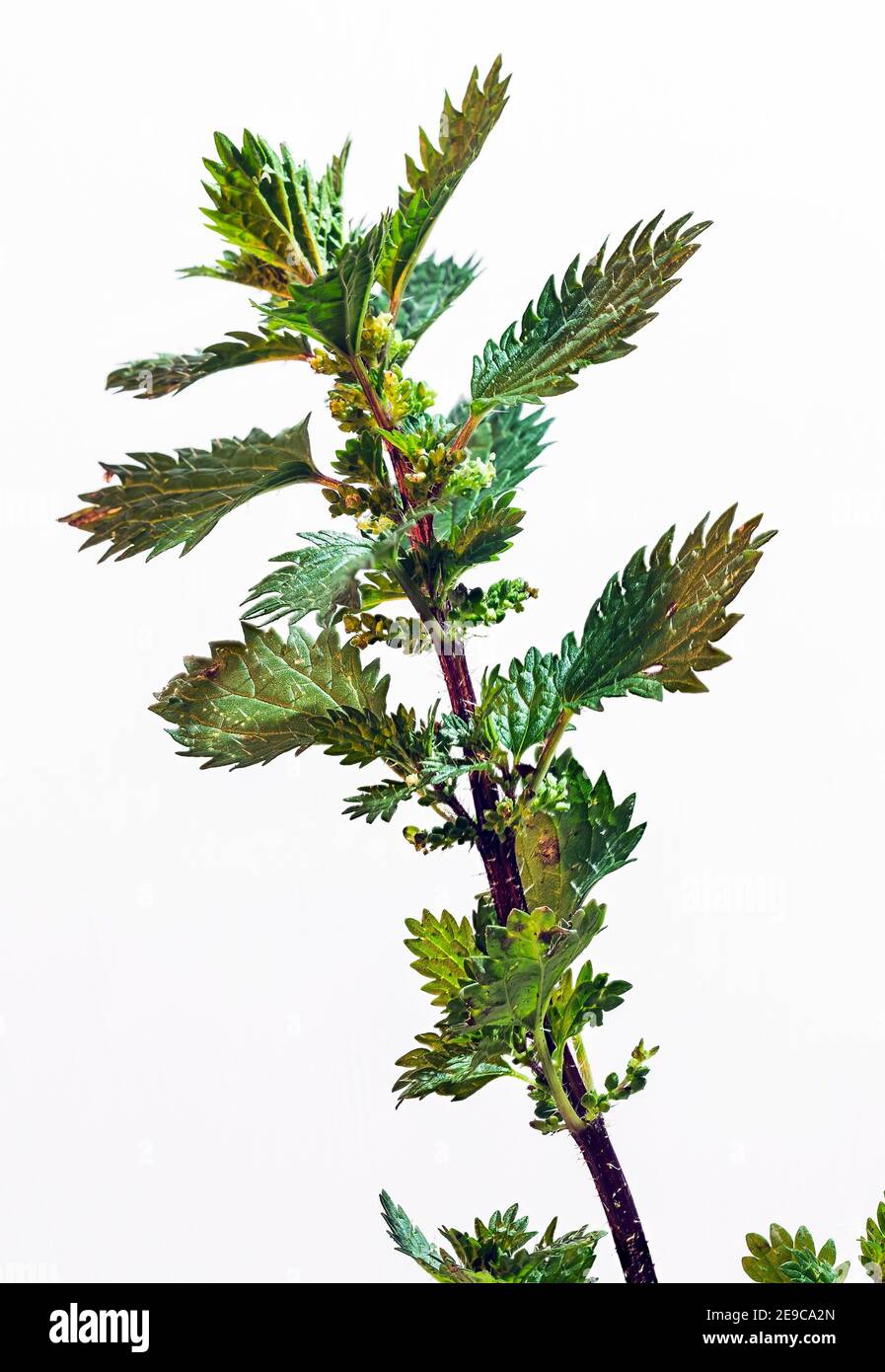 Urtica Urens High Resolution Stock Photography and Images - Alamy