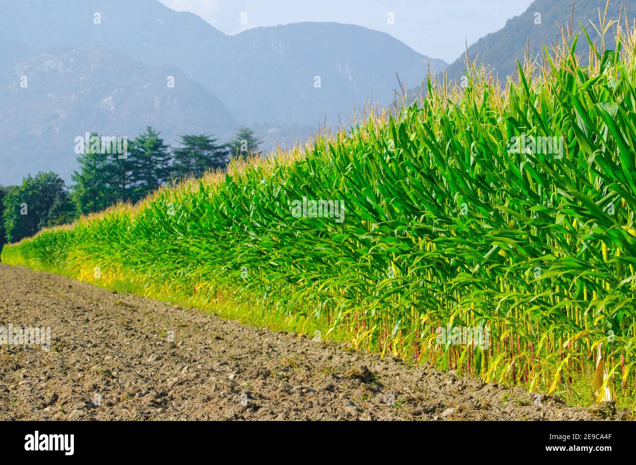 333dyncp hi-res stock photography and images - Alamy