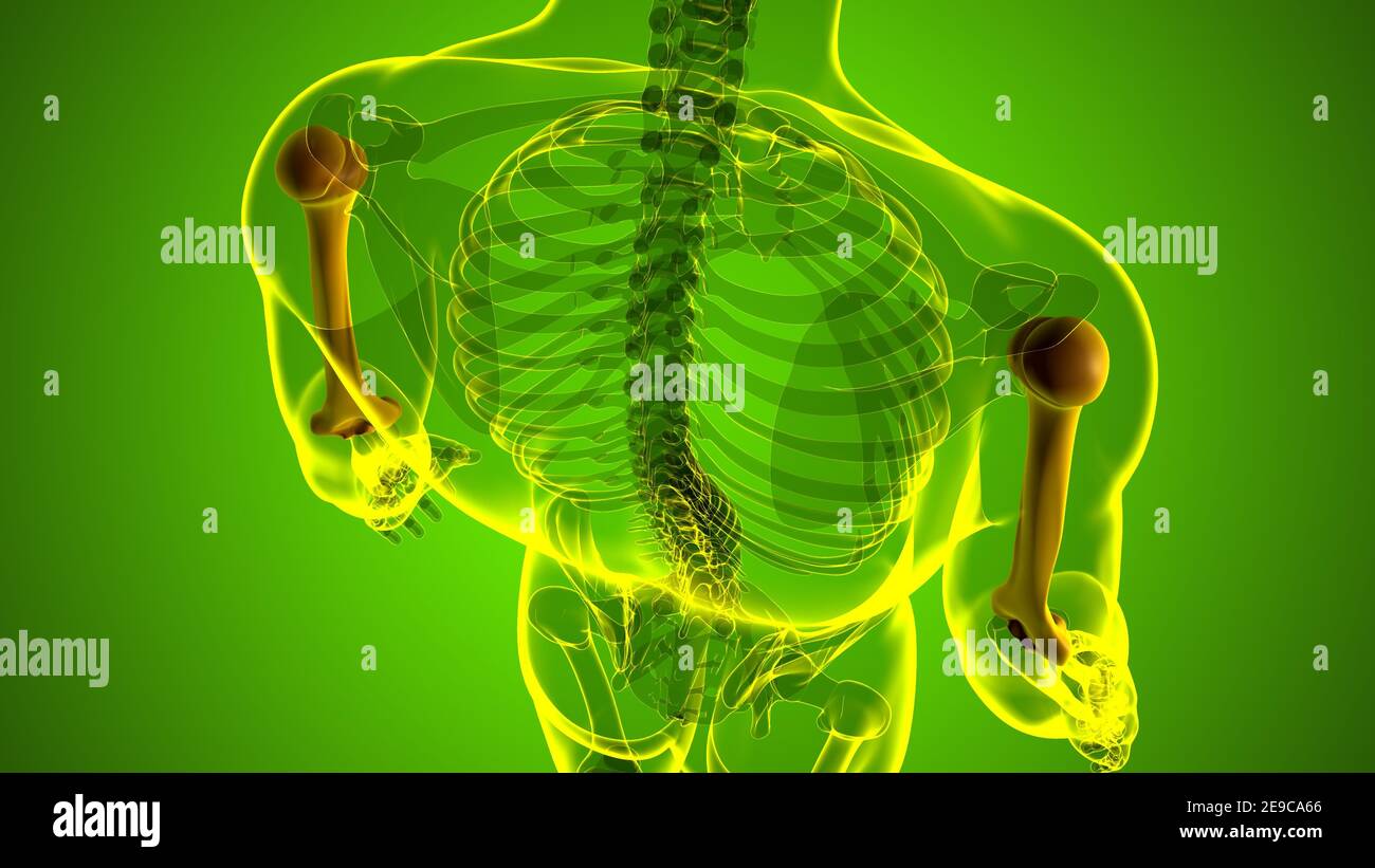Human skeleton anatomy Humerus Bone 3D Rendering For Medical Concept ...