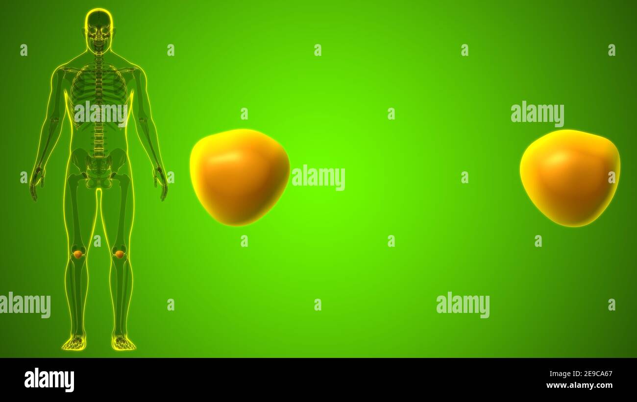 Human skeleton anatomy Patella Bone 3D Rendering For Medical Concept ...