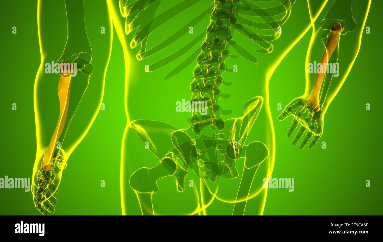 Human skeleton anatomy Radius Bone 3D Rendering For Medical Concept ...