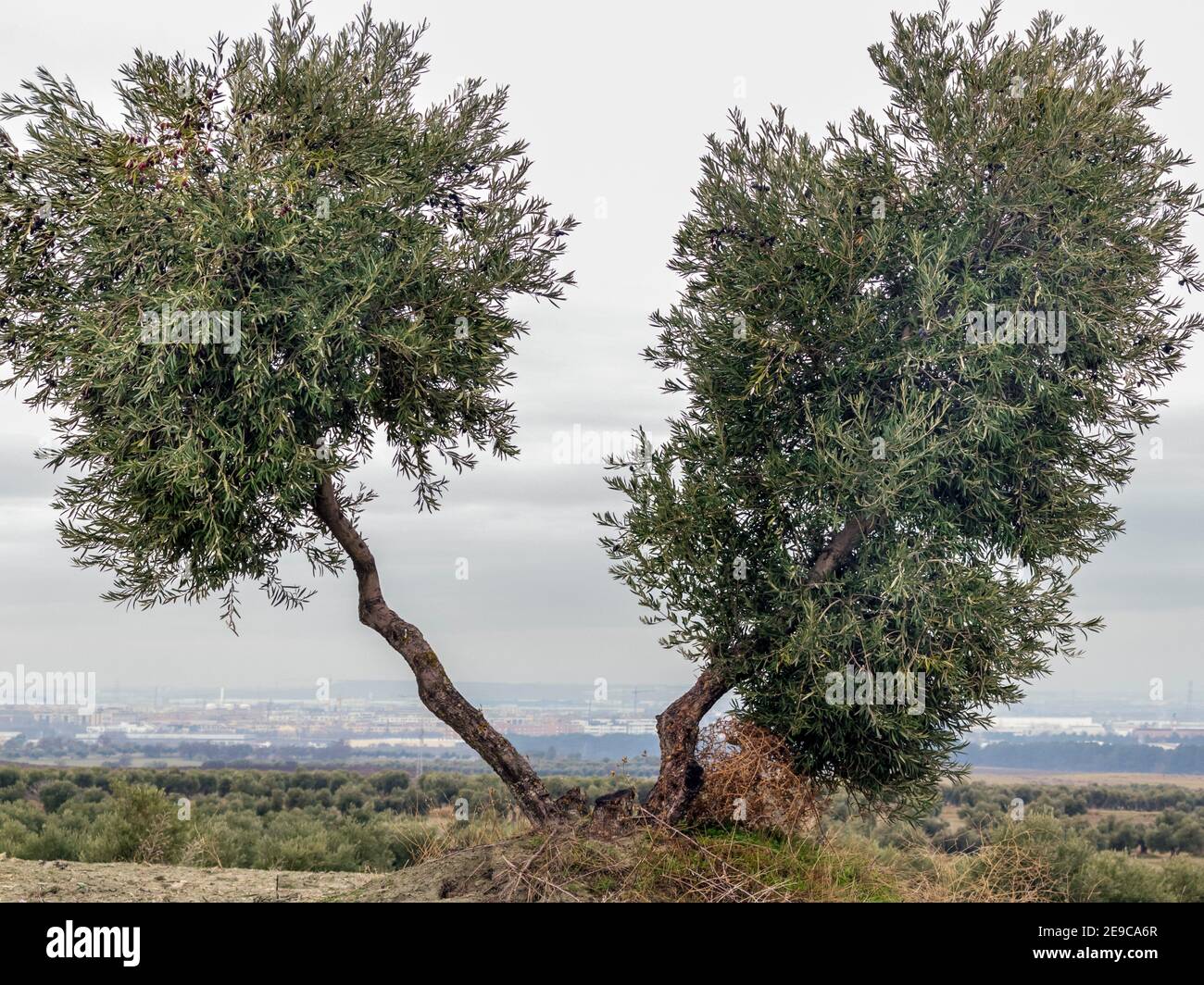 Two Olive Branches High Resolution Stock Photography and Images - Alamy