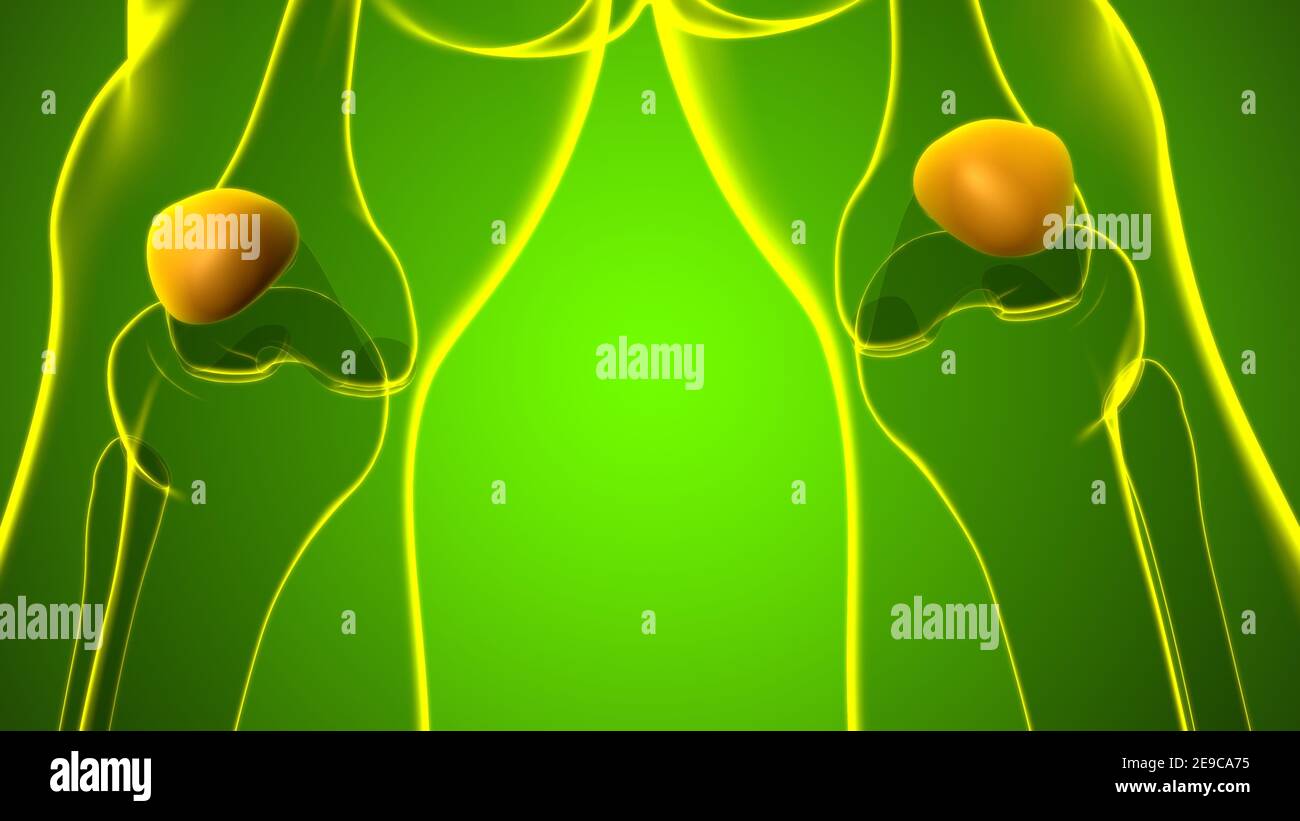 Human skeleton anatomy Patella Bone 3D Rendering For Medical Concept ...