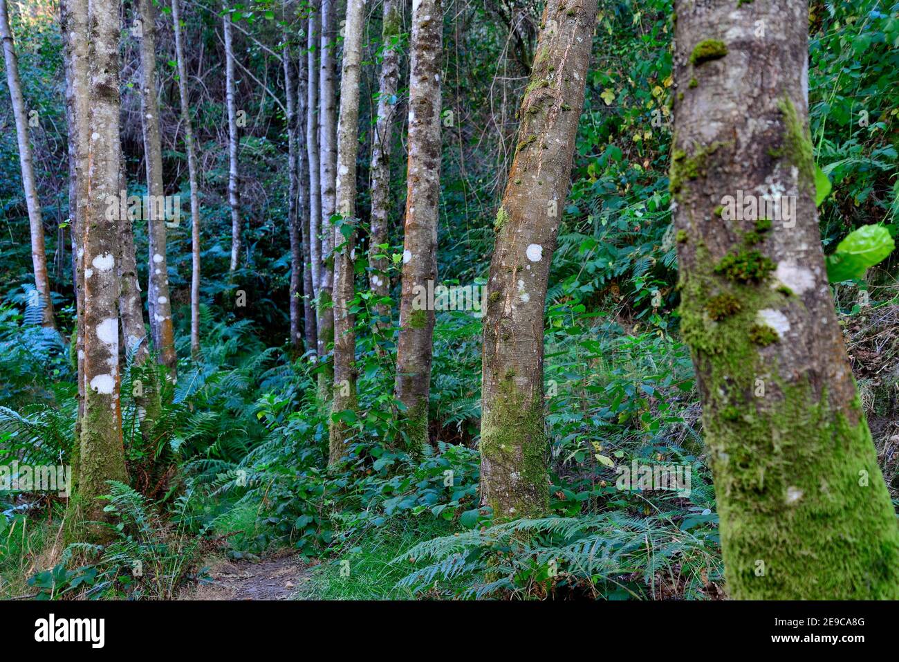 Living with damp hi-res stock photography and images - Alamy