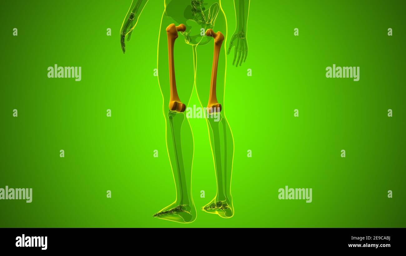 Human skeleton anatomy Femur Bone 3D Rendering For Medical Concept ...