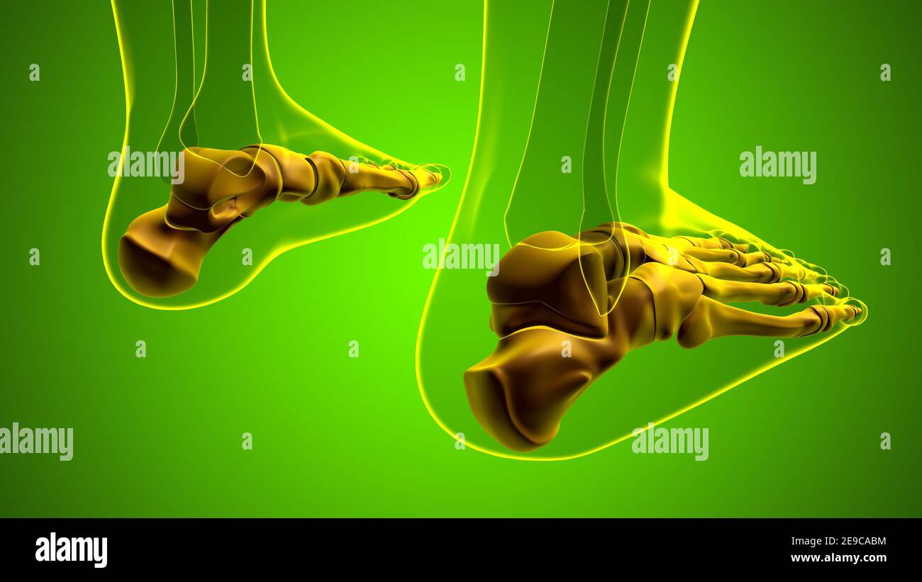 Human Skeleton Foot bones Anatomy For Medical Concept 3D Illustration ...