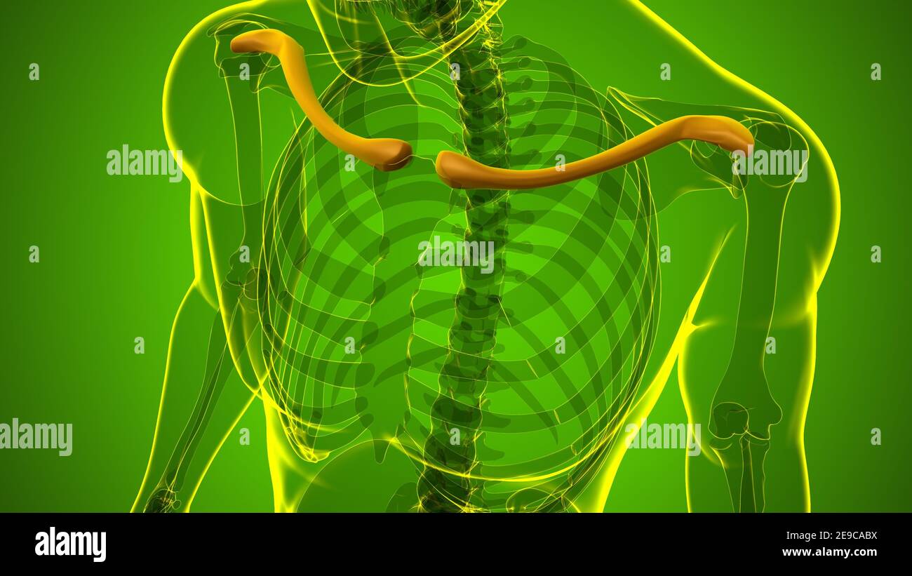 Human skeleton anatomy Clavicle Bones 3D Rendering For Medical Concept ...