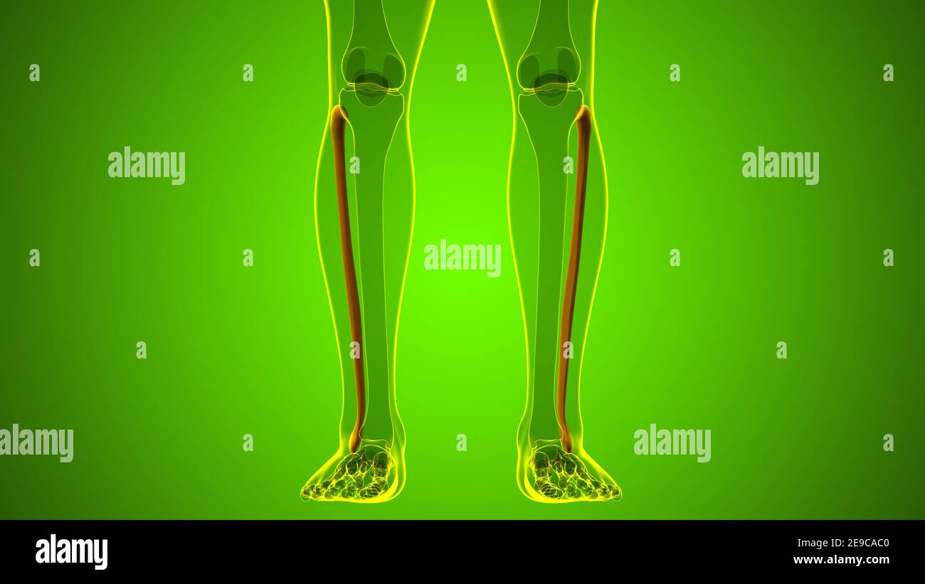 Human skeleton anatomy Fibula Bone 3D Rendering For Medical Concept ...