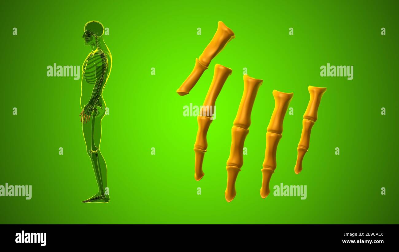 Human Skeleton Hand Phalanges Bone Anatomy For Medical Concept 3D ...