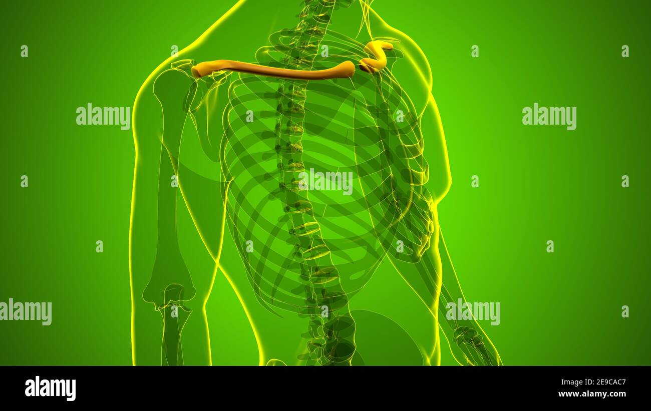 Human skeleton anatomy Clavicle Bones 3D Rendering For Medical Concept ...