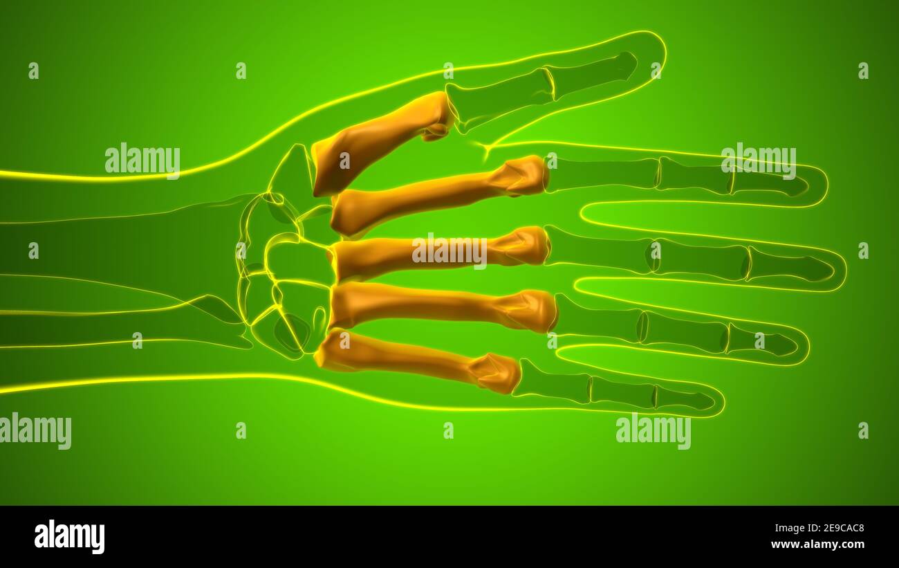 Phalanges Anatomy
