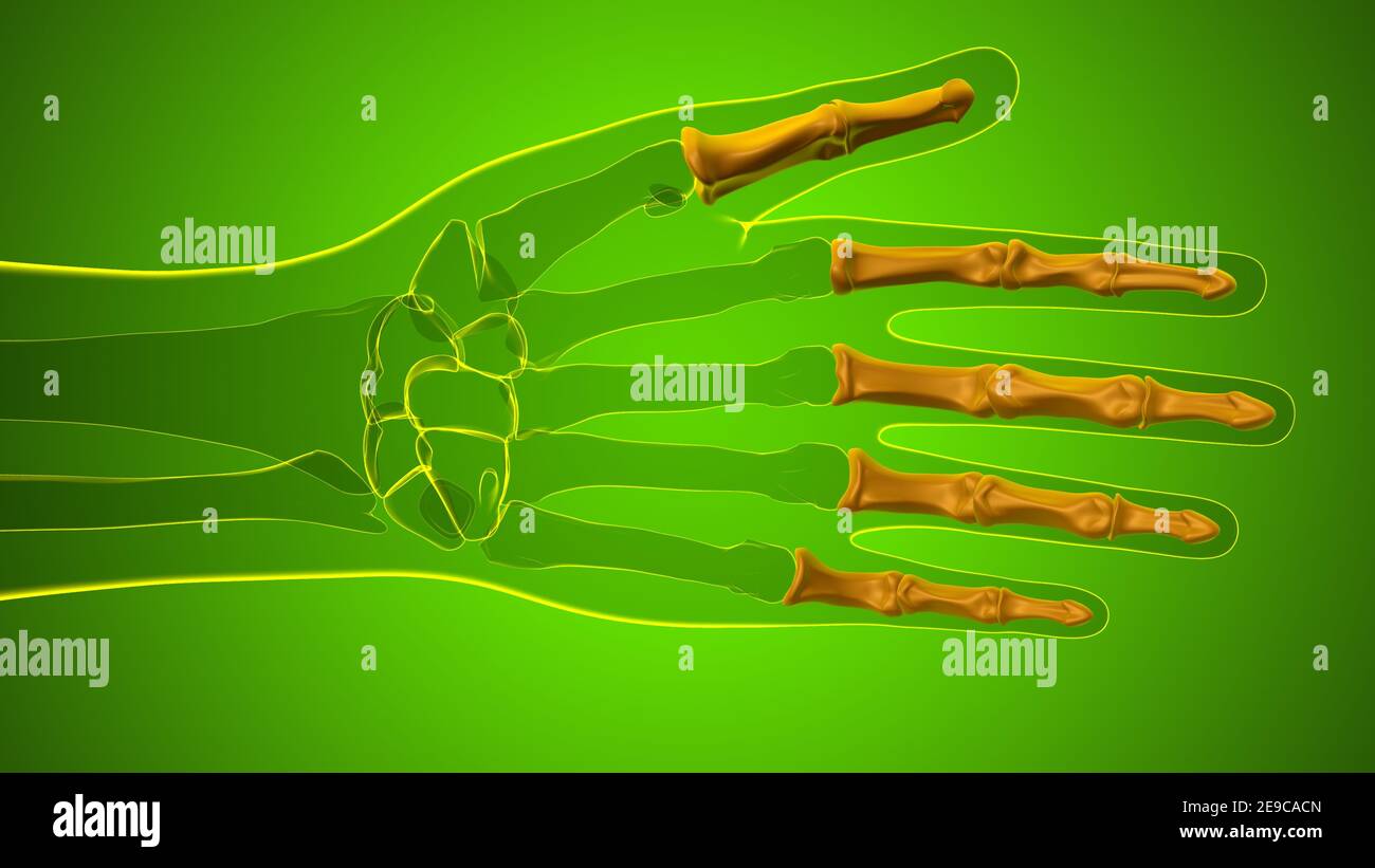 Human Skeleton Hand Phalanges Bone Anatomy For Medical Concept 3D ...