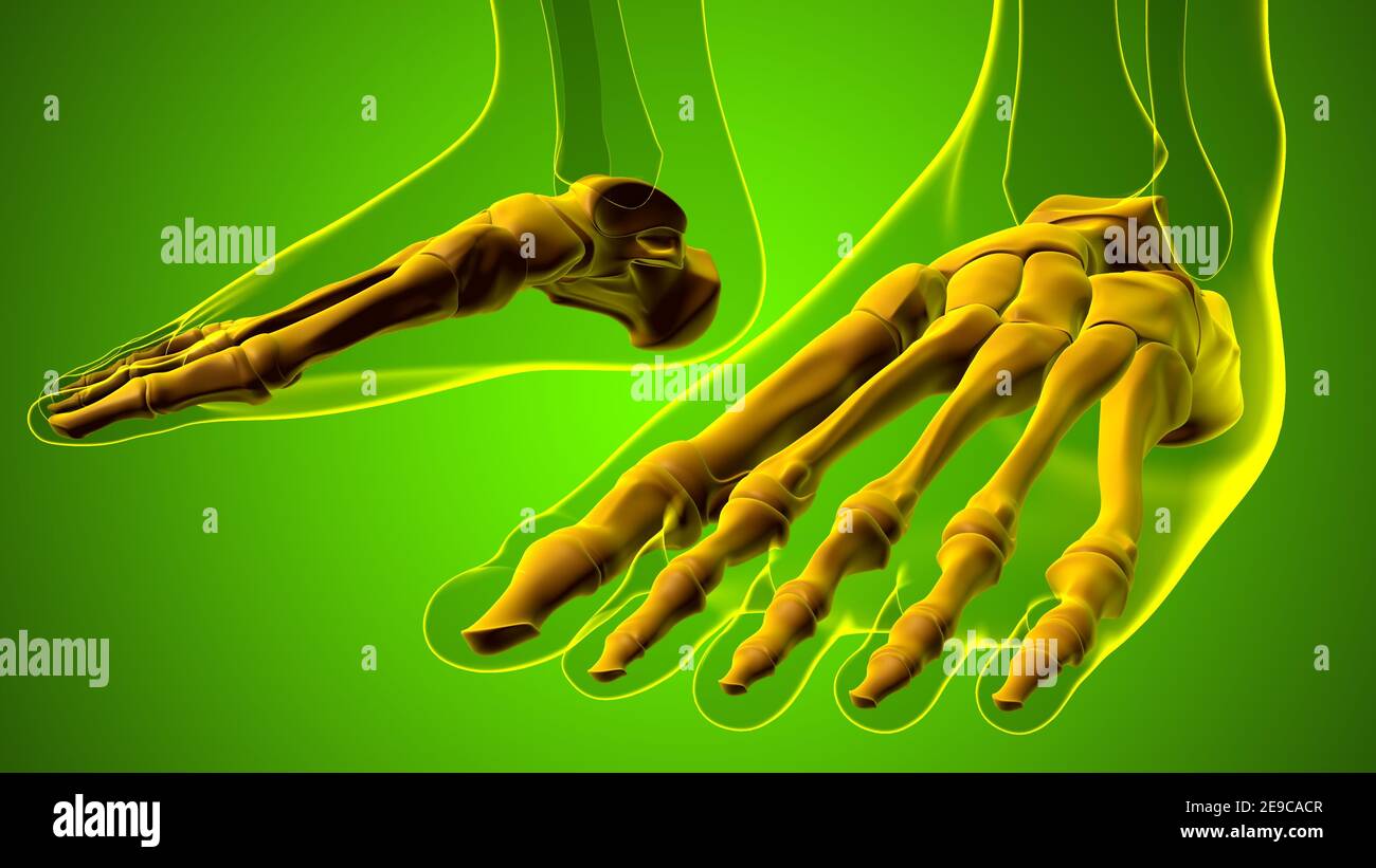 Human Skeleton Foot bones Anatomy For Medical Concept 3D Illustration ...