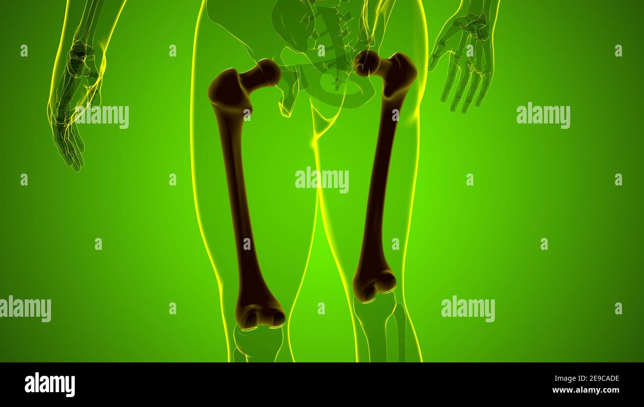 Human skeleton anatomy Femur Bone 3D Rendering For Medical Concept ...
