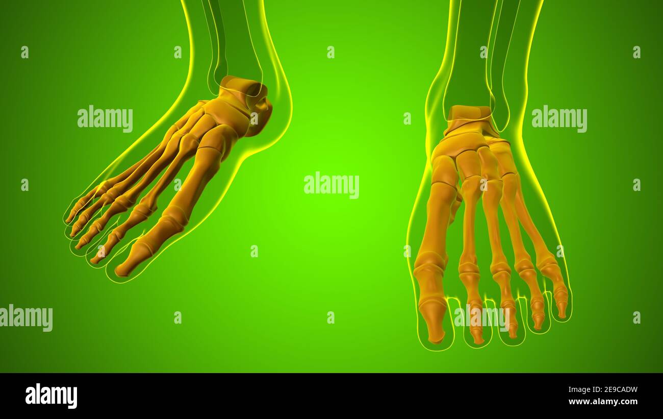 Human Skeleton Foot bones Anatomy For Medical Concept 3D Illustration ...