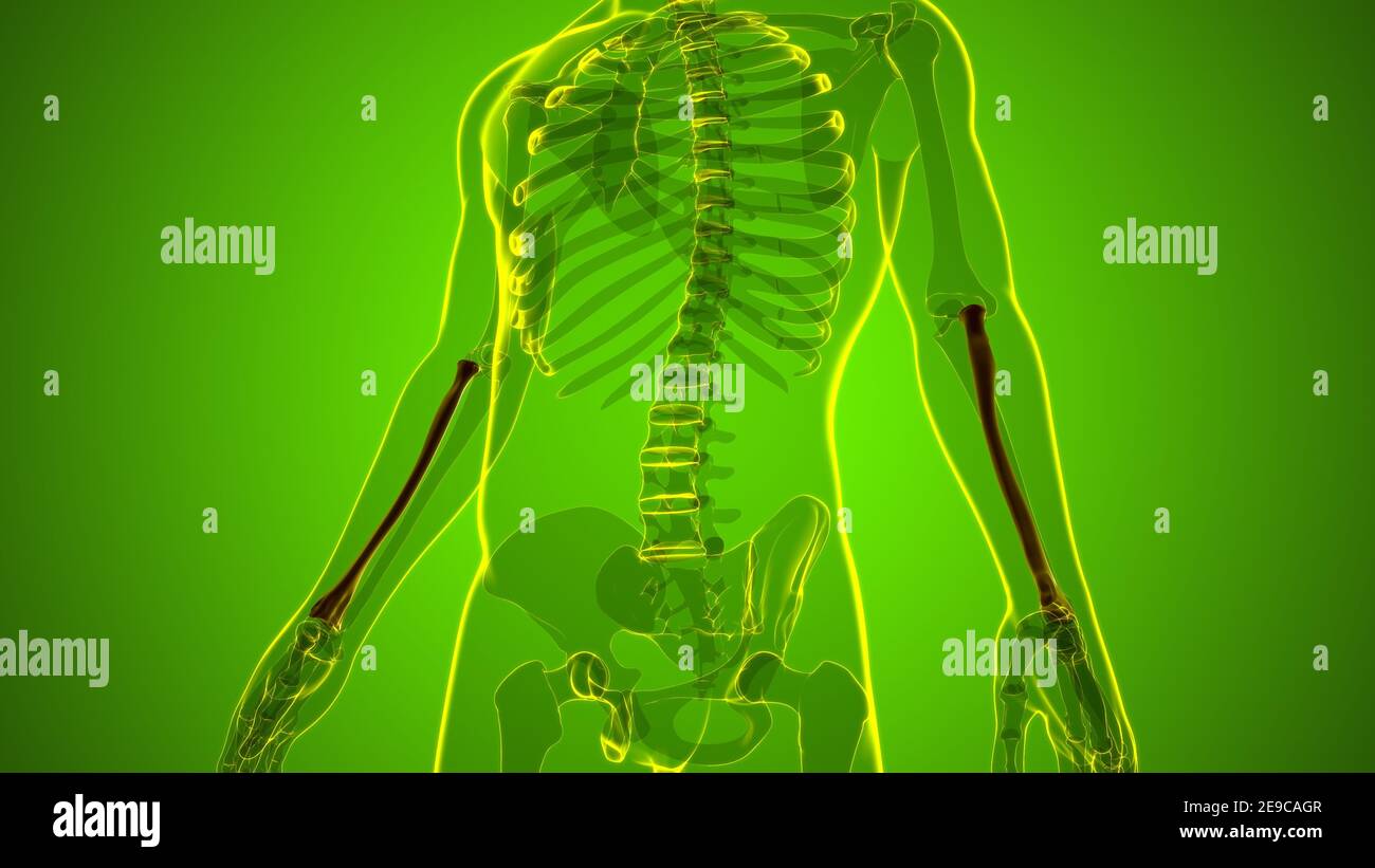 Human skeleton anatomy Radius Bone 3D Rendering For Medical Concept ...