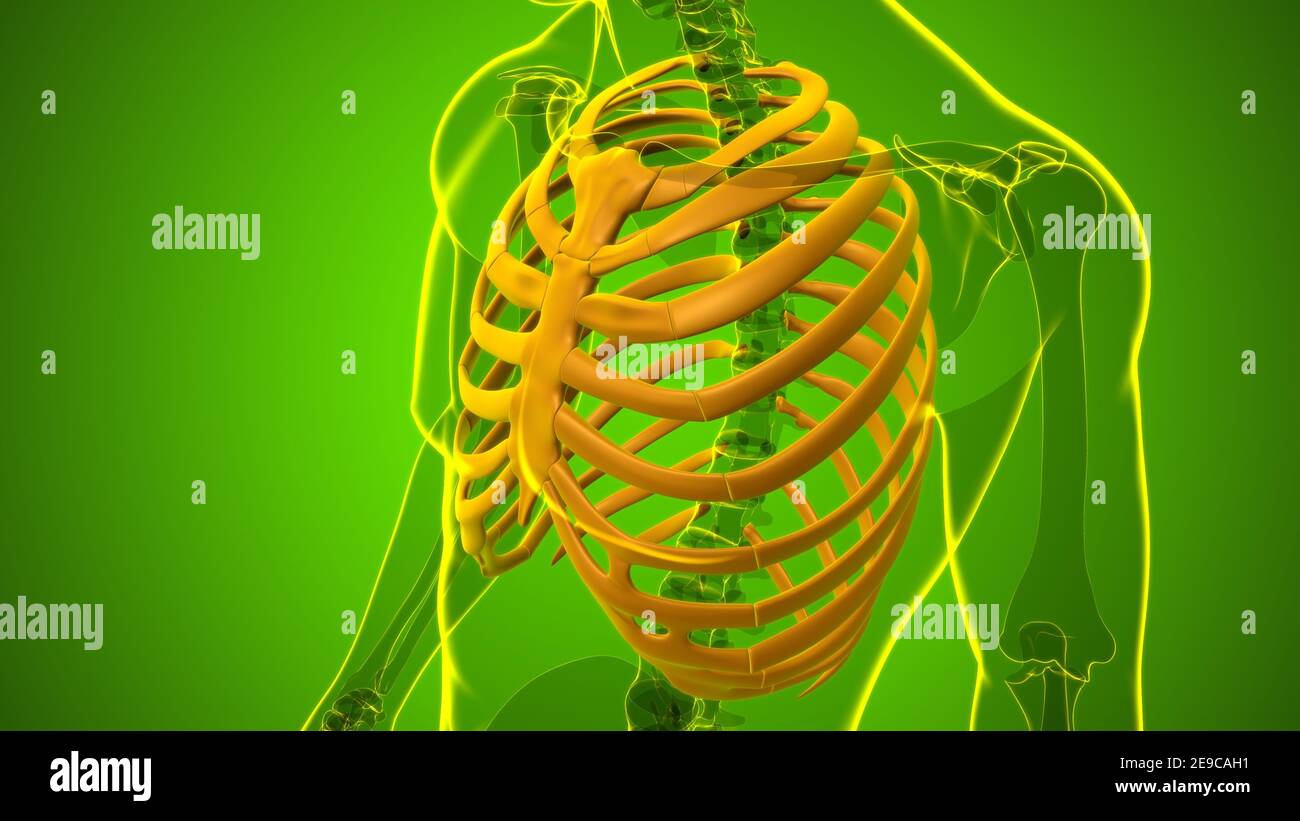 Human skeleton anatomy Rib Cage 3D Rendering For Medical Concept Stock ...