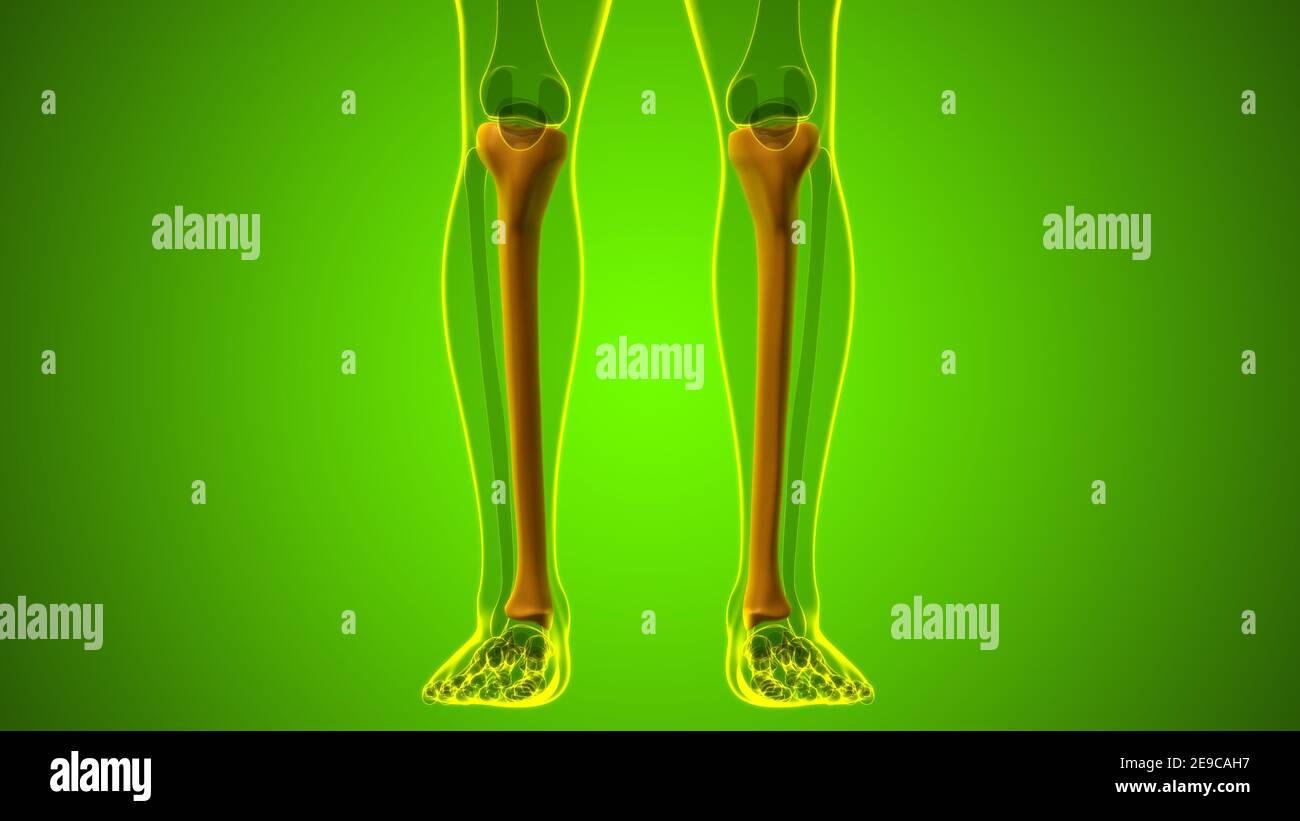 Human skeleton anatomy Tibia Bone 3D Rendering For Medical Concept ...
