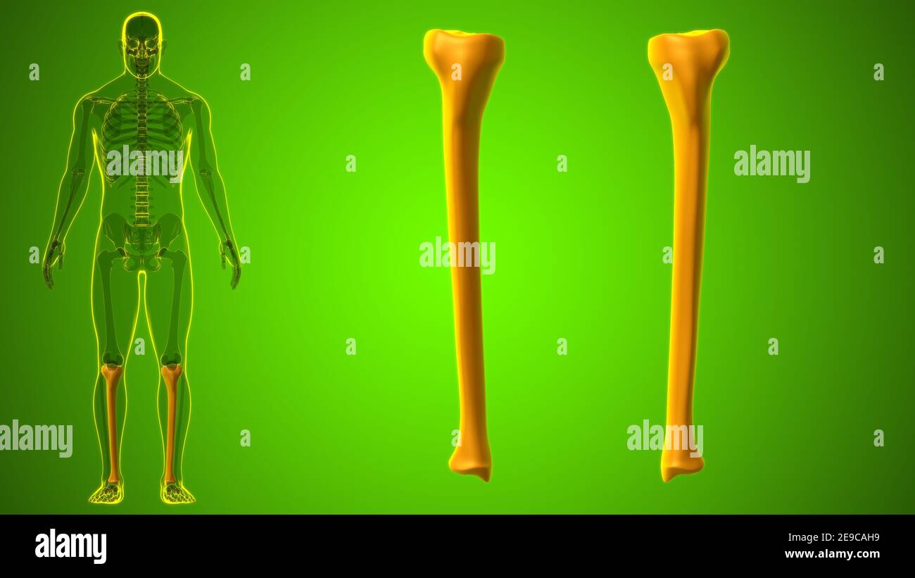Human skeleton anatomy Tibia Bone 3D Rendering For Medical Concept ...
