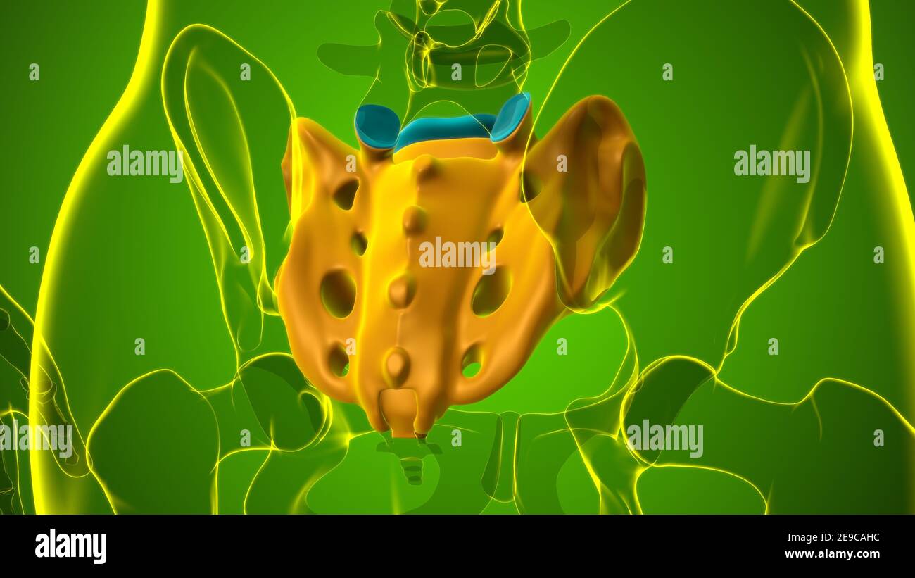 Human skeleton anatomy Sacral Bone 3D Rendering For Medical Concept ...