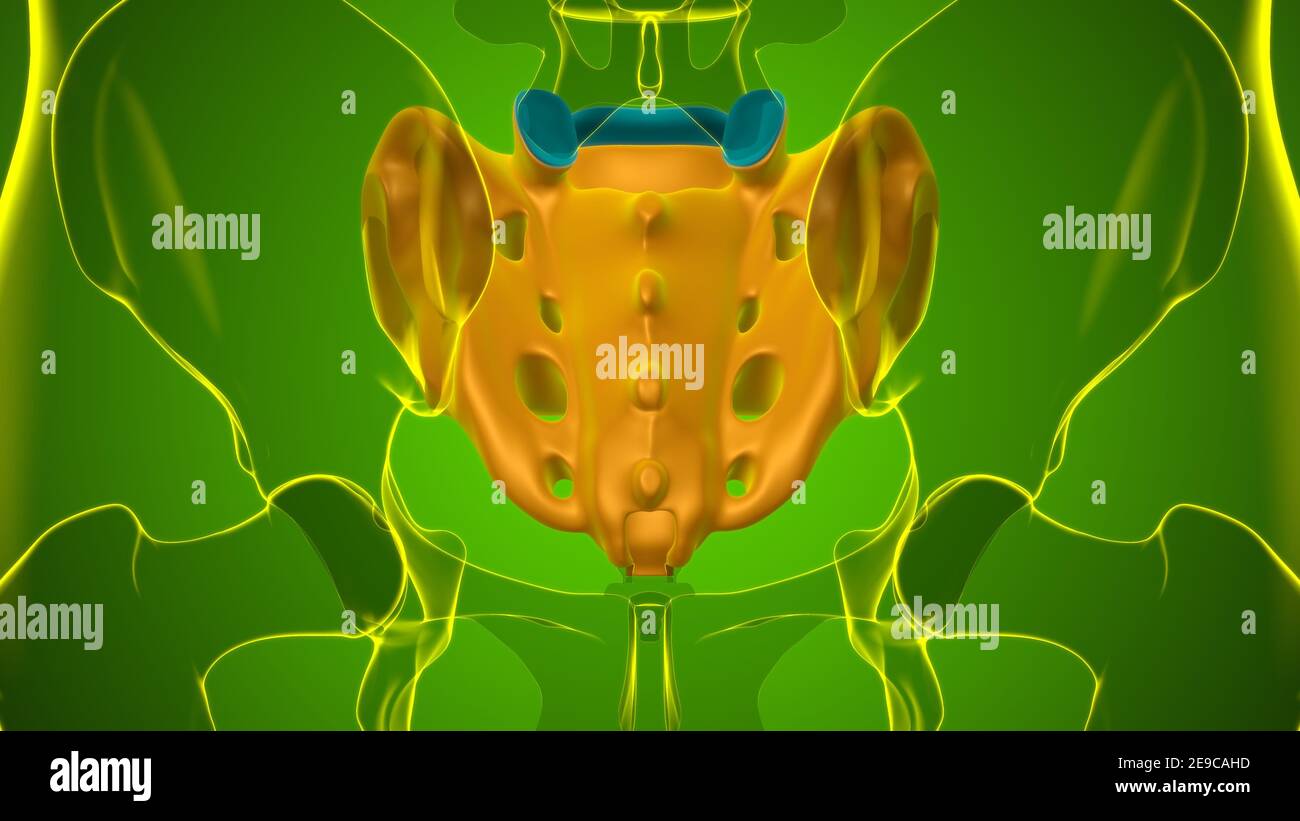 Human skeleton anatomy Sacral Bone 3D Rendering For Medical Concept ...