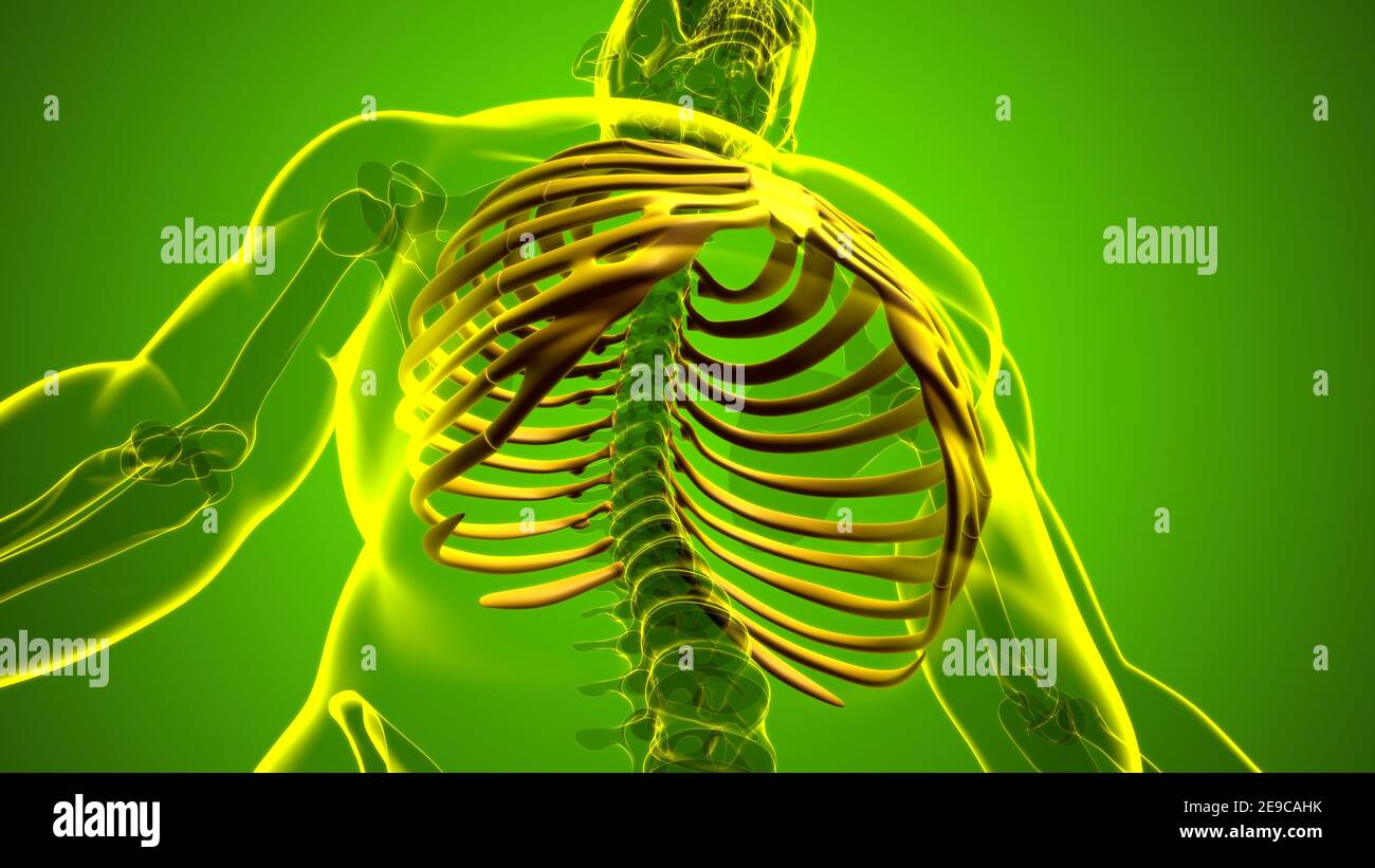Human skeleton anatomy Rib Cage 3D Rendering For Medical Concept Stock ...