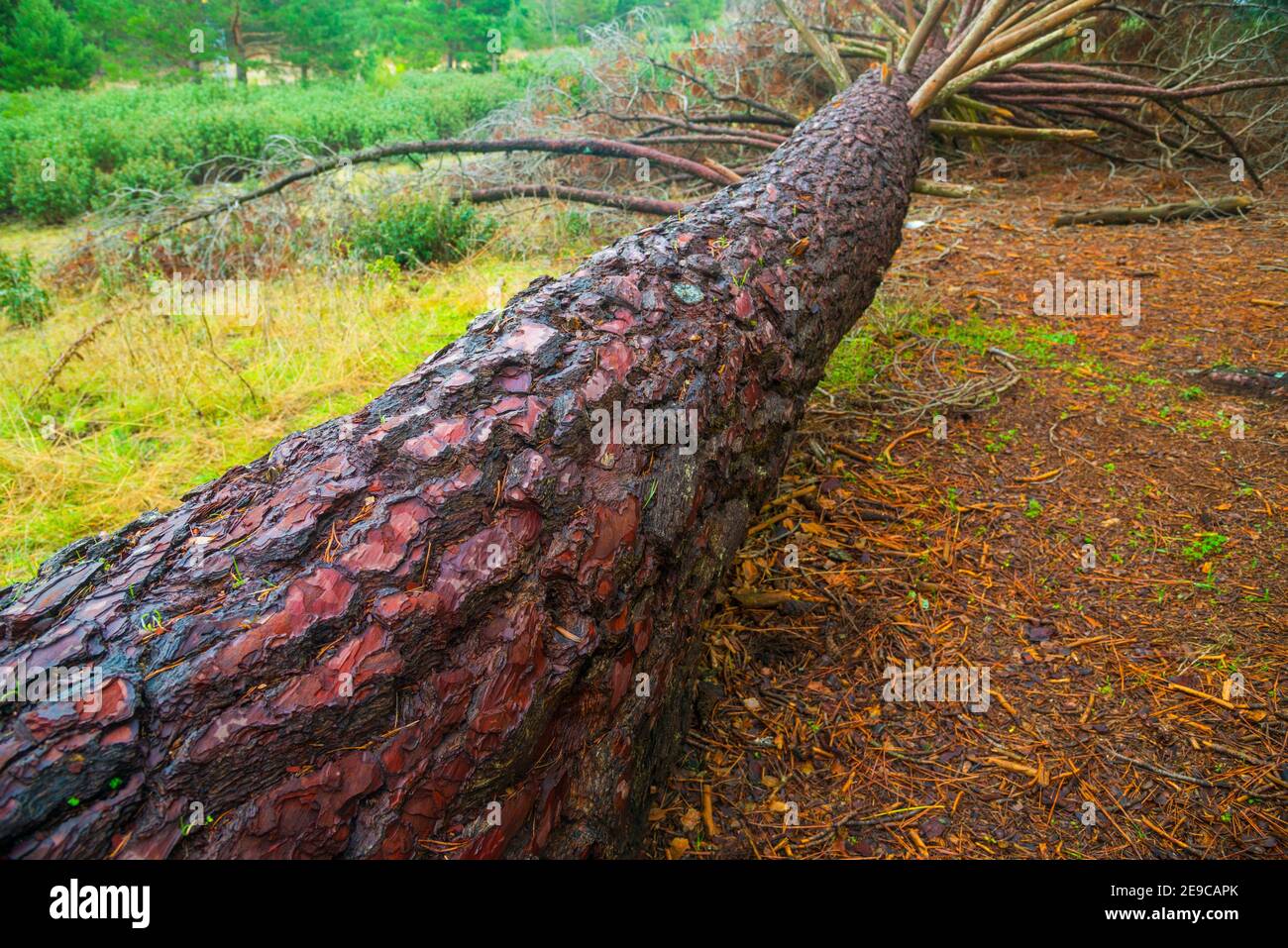 Tree pine wood hi-res stock photography and images - Alamy