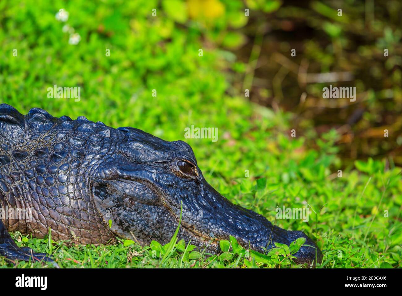 American Alligator Swimming in Everglades with colorful reflection in ...