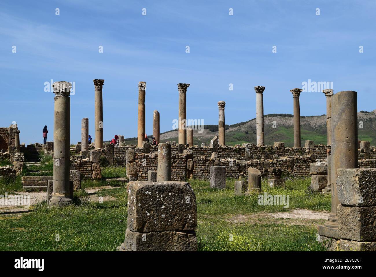 Old roman columns ruins of the ancient city of Djemila, Setif, Algeria ...