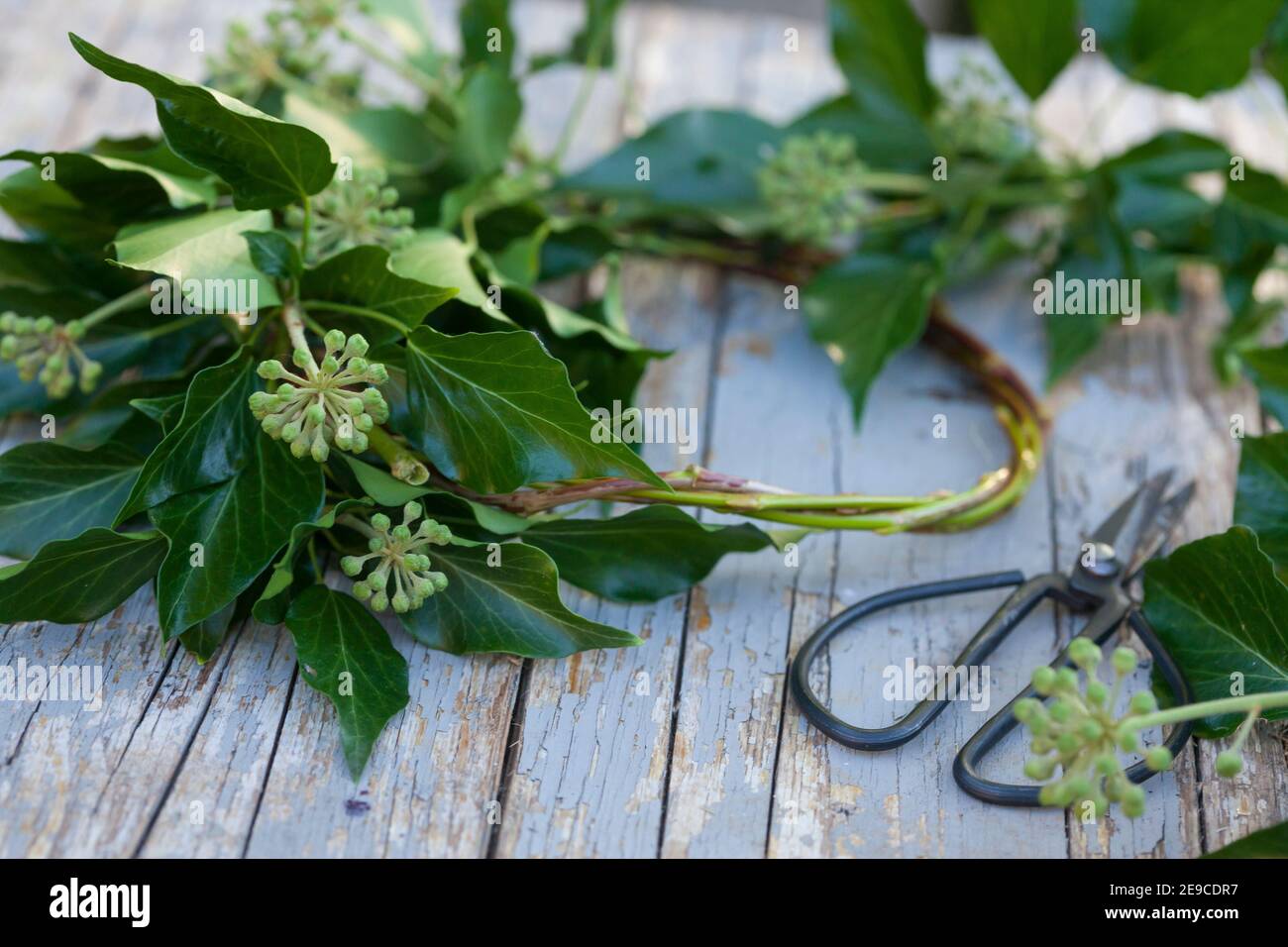 Efeu-Kranz, Efeukranz, Kranz aus Efeu, Efeuranken, Efeuranken werden zu ...