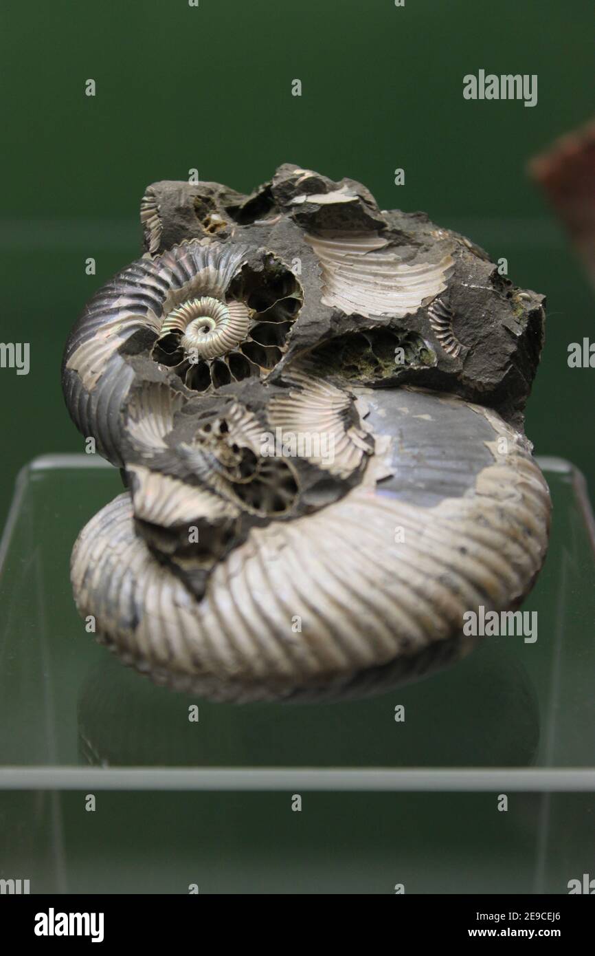 Prehistoric animals hi-res stock photography and images - Alamy