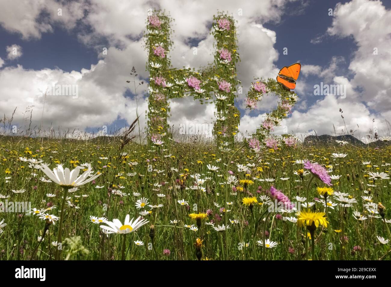 hydrogen h2 letters on a meadow with flowers and one orange butterfly ...