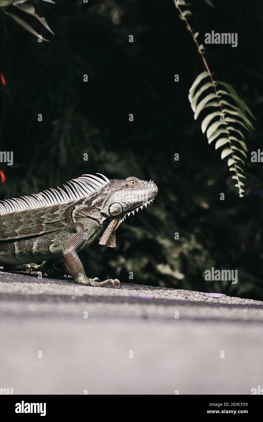 Vertical side portrait of an iguana lizard in its natural habita Stock ...