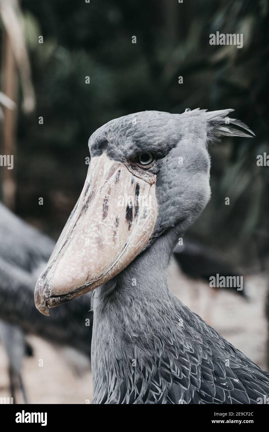 Closeup vertical portrait of a large shoebill bird with gray plumage ...