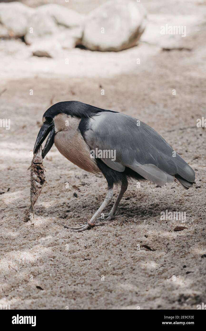 Closeup vertical shot of an exotic bird eating fish in a zoo Stock ...