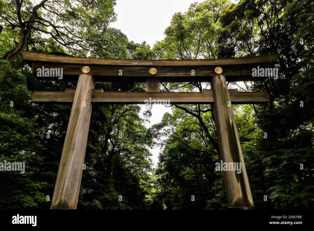 Torii gates tokyo hi-res stock photography and images - Alamy
