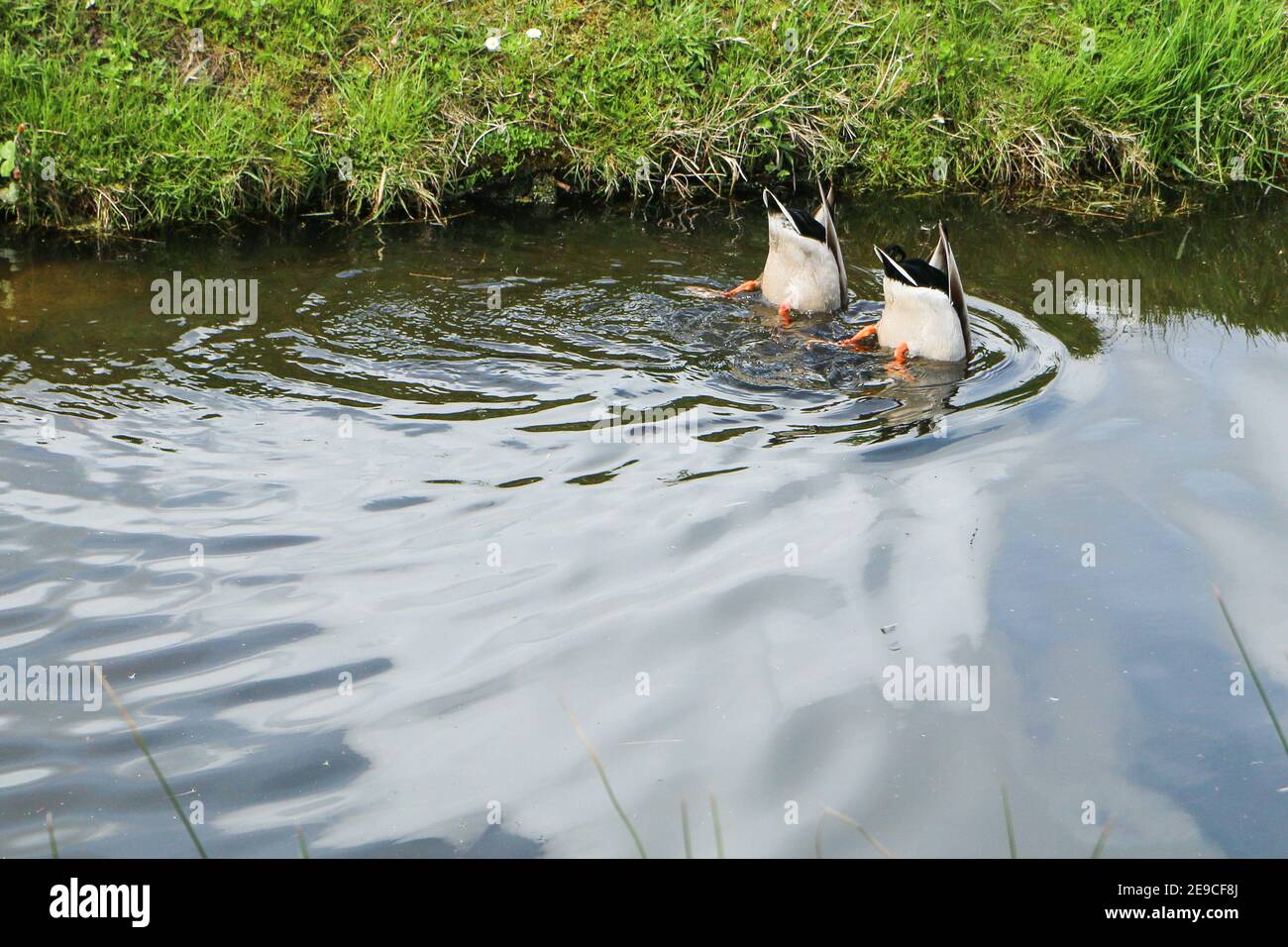 Showing backside hi-res stock photography and images - Alamy