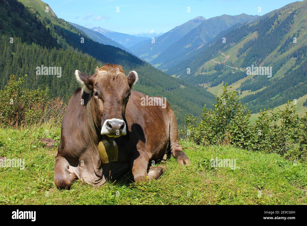 Nice cow hi-res stock photography and images - Alamy
