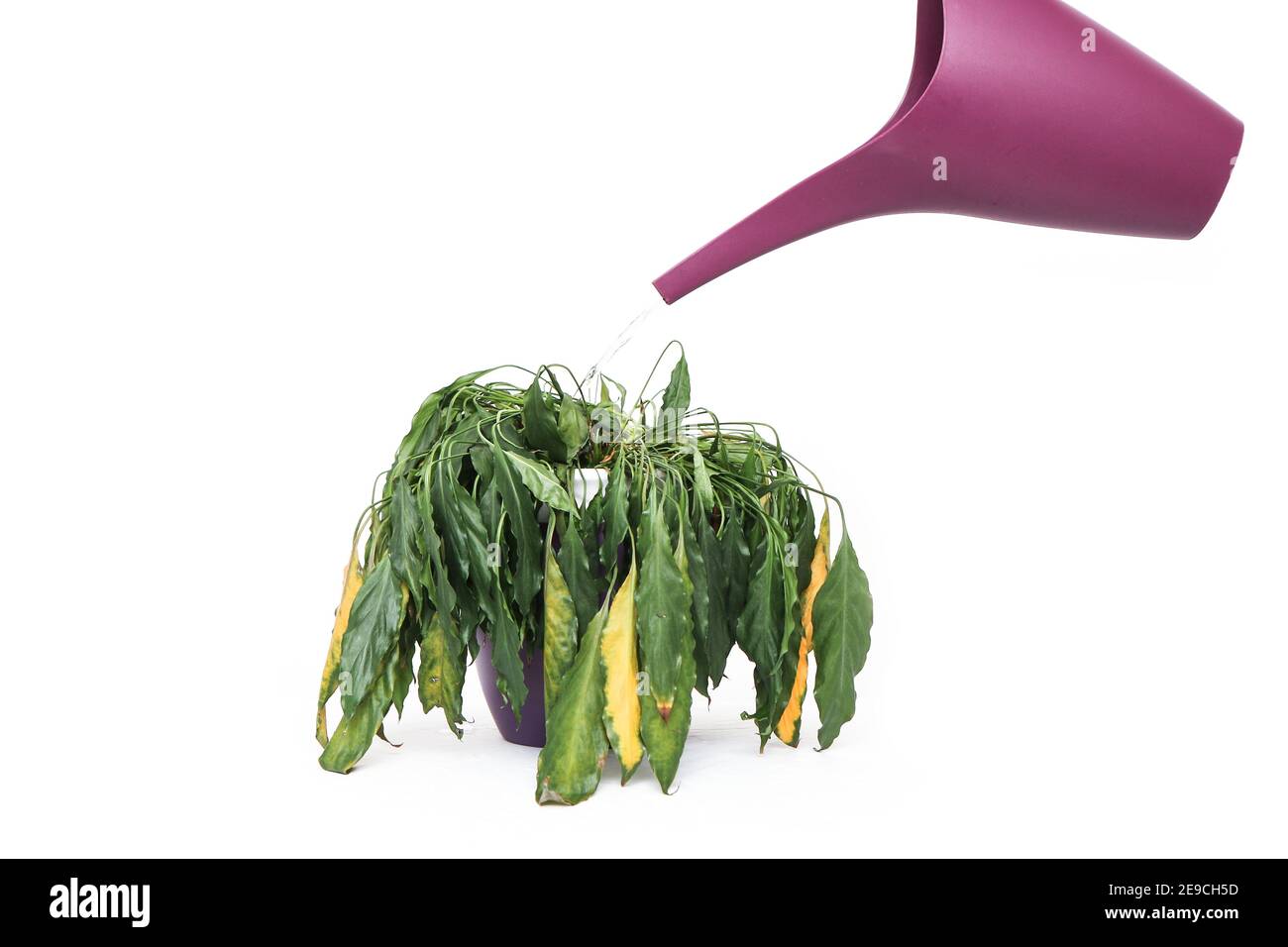 A picture of the withered plant, which is being watered. It can be ...