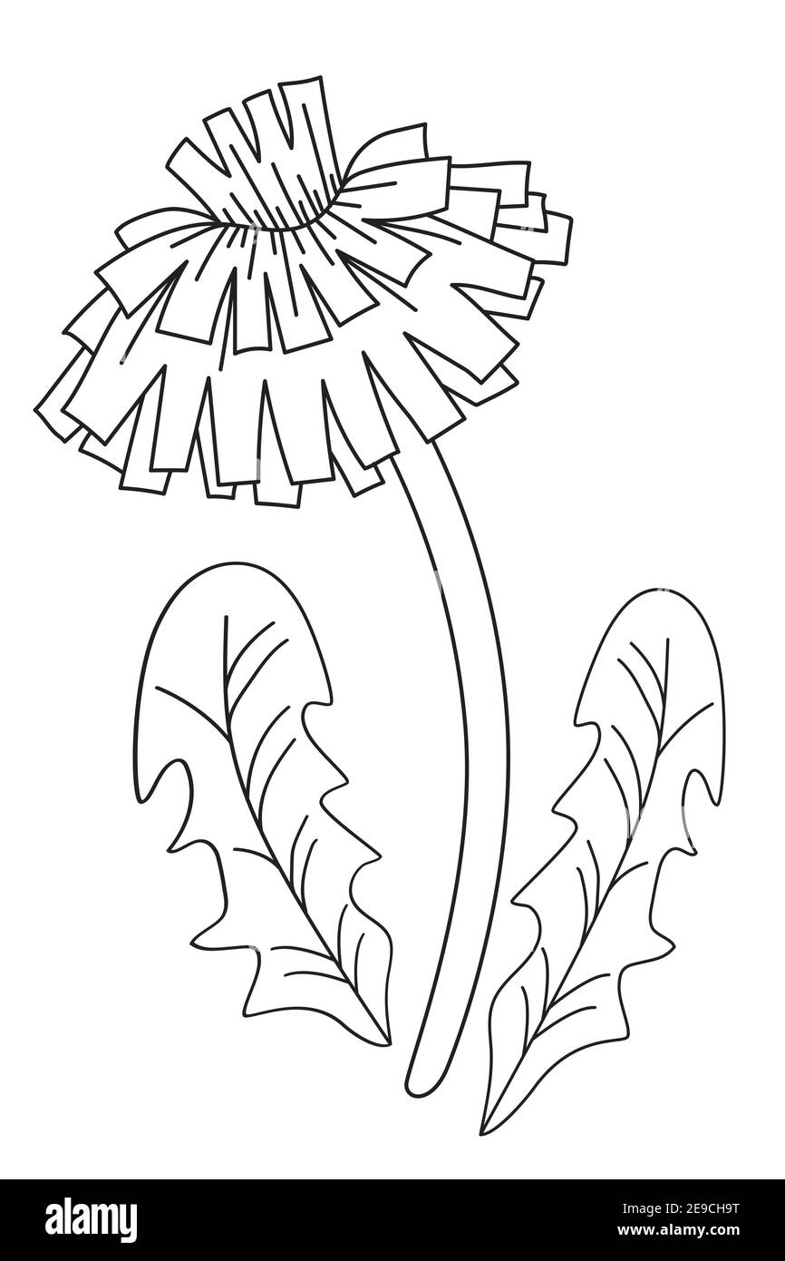 Spring flower - dandelion with leaves. Vector drawing. Black line ...