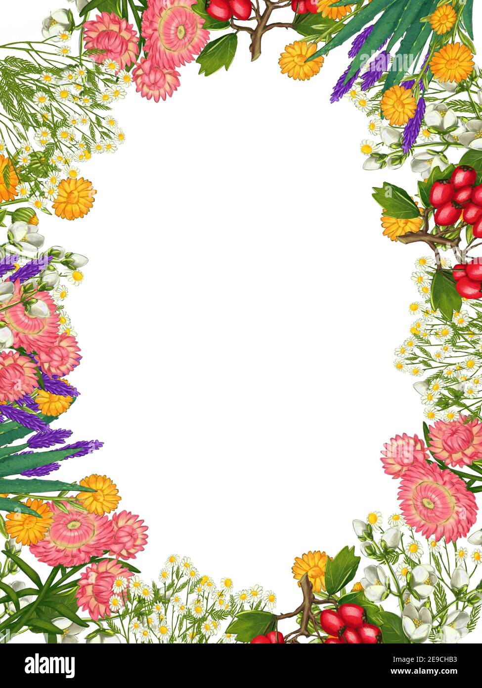 Hand drawn medicinal plant frame. Healing herbs border. isolated on ...