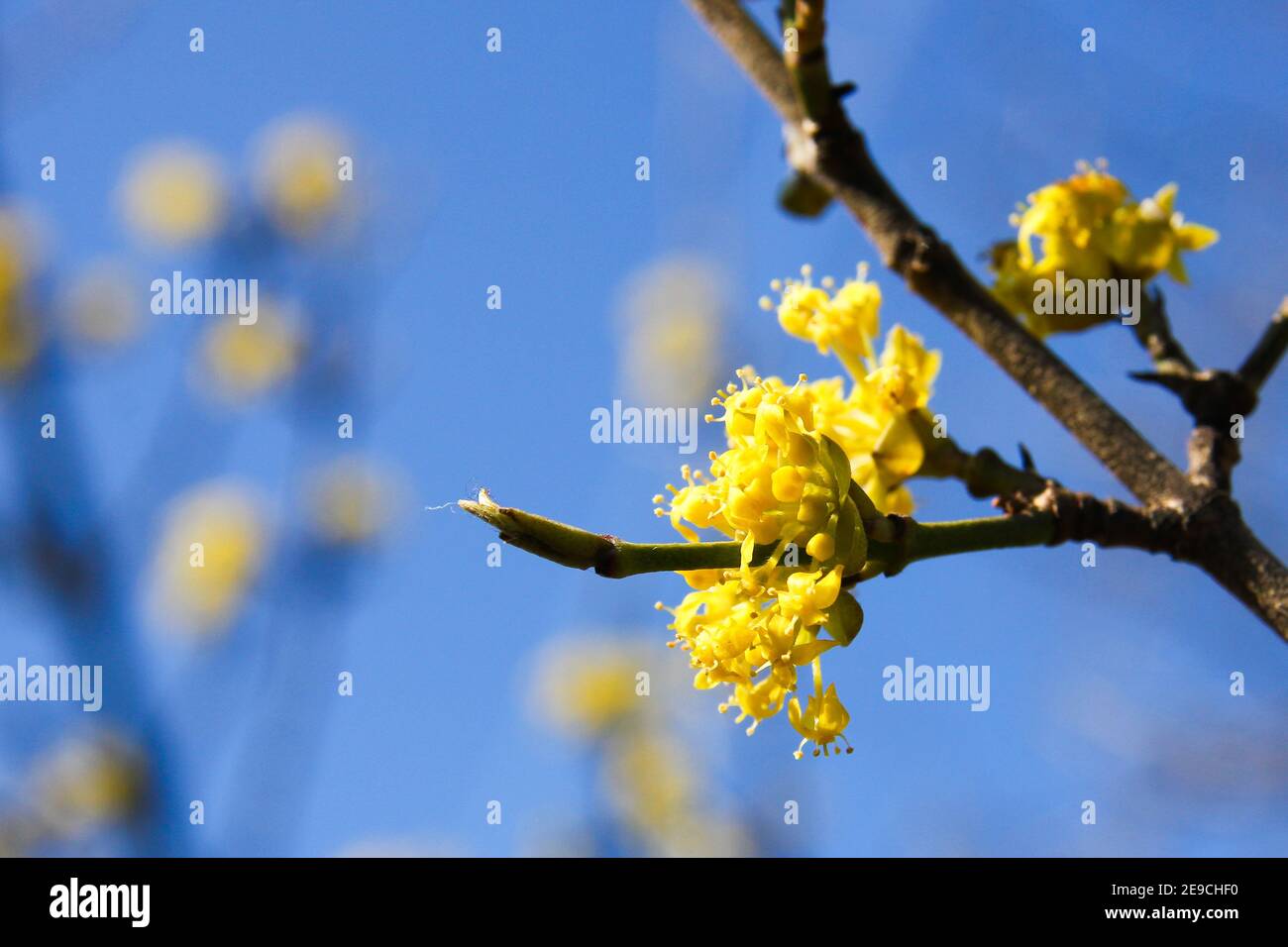 A detail of nice yellow spring blossoms on the trees Stock Photo - Alamy
