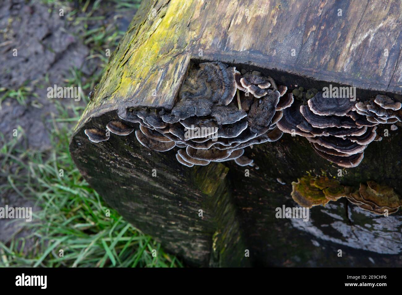 Layers of fungus hi-res stock photography and images - Alamy