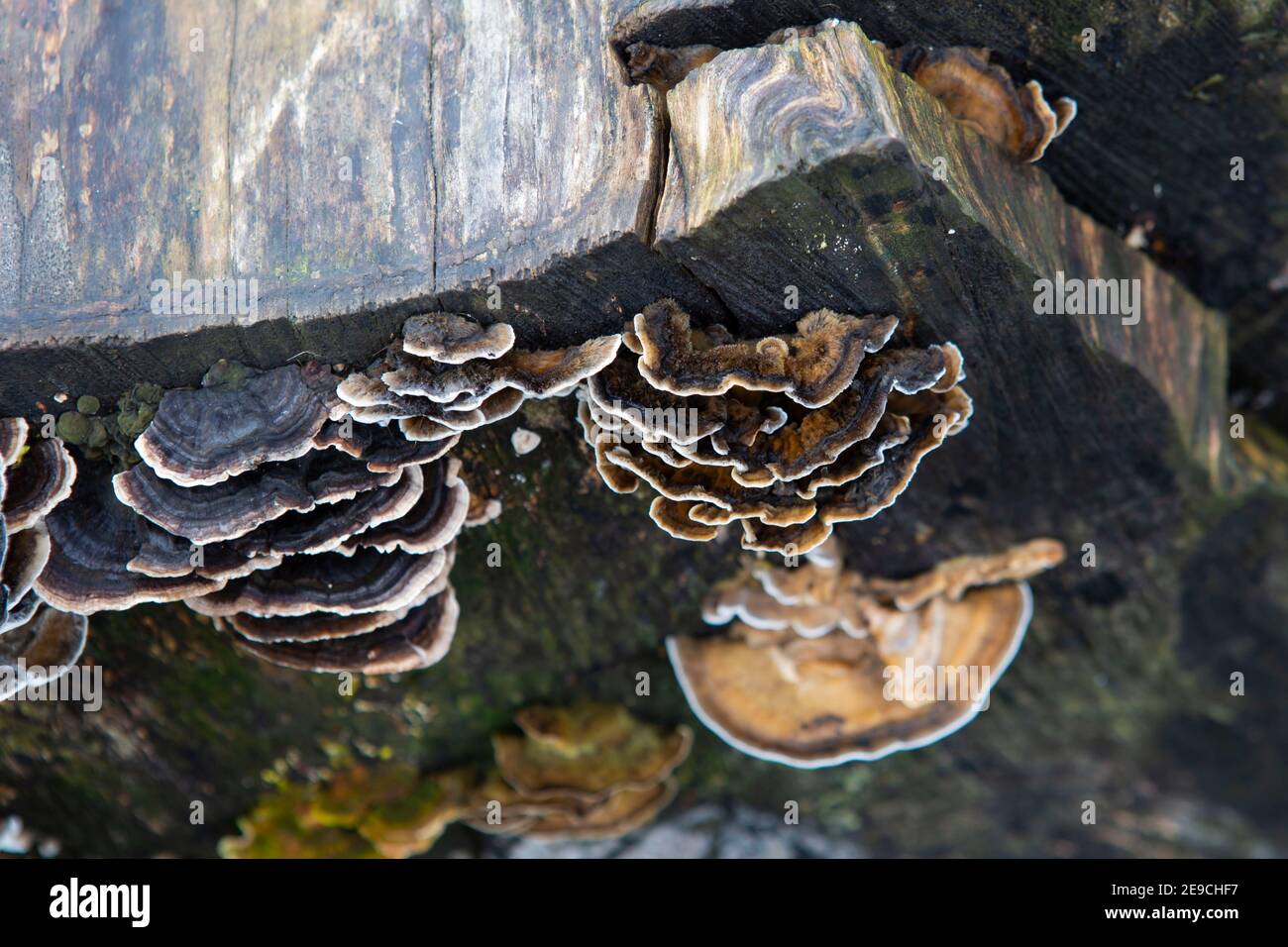 Tree fungus viewed from above Stock Photo - Alamy