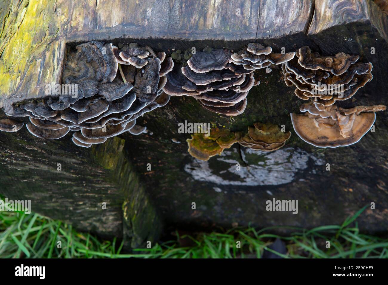Layers of fungus hi-res stock photography and images - Alamy