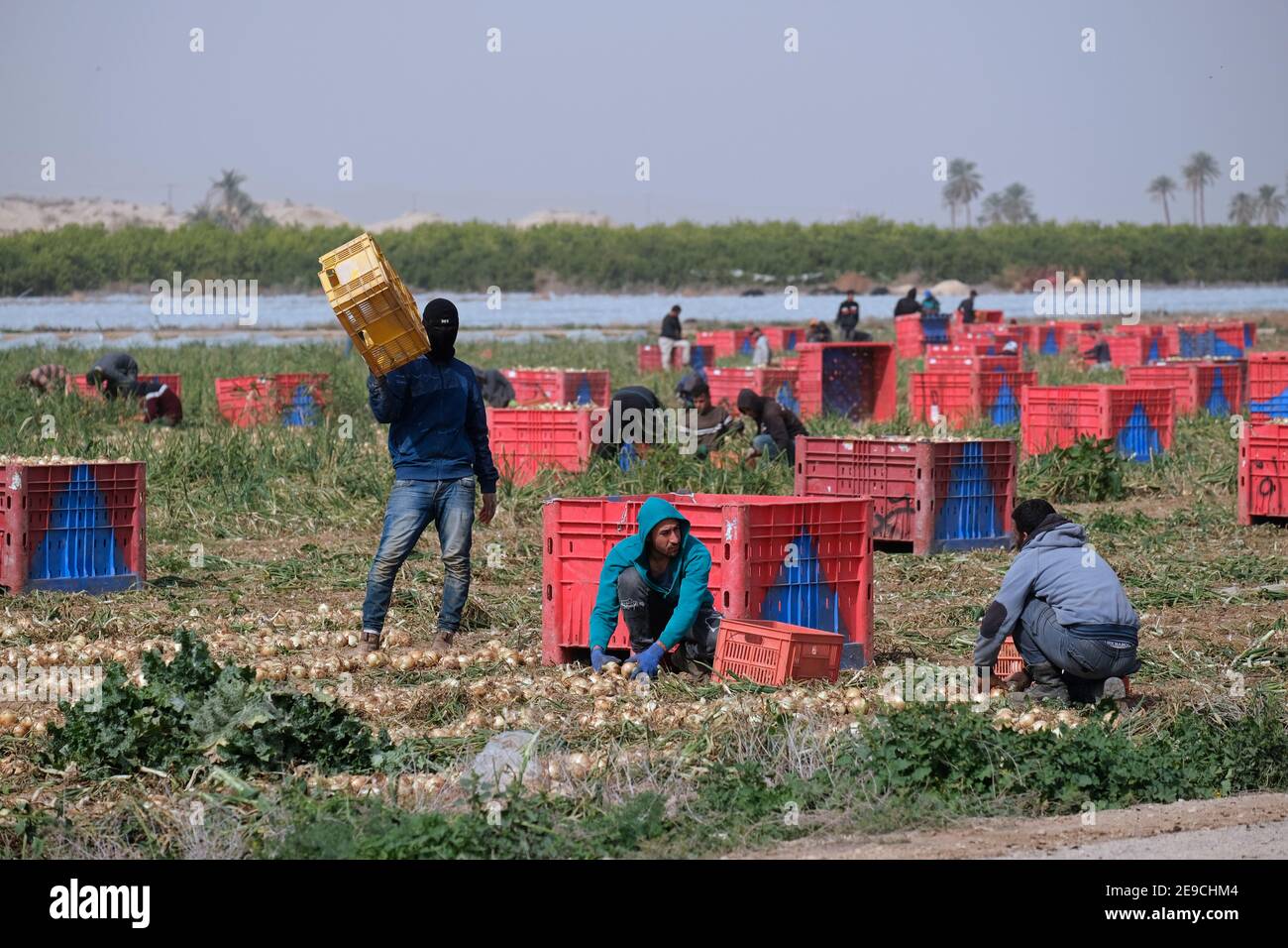Palestinian and Thai agricultural workers working in an onion field of ...