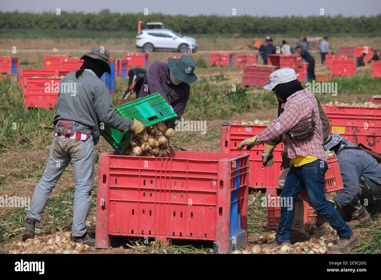 Palestinian and Thai agricultural workers working in an onion field of ...