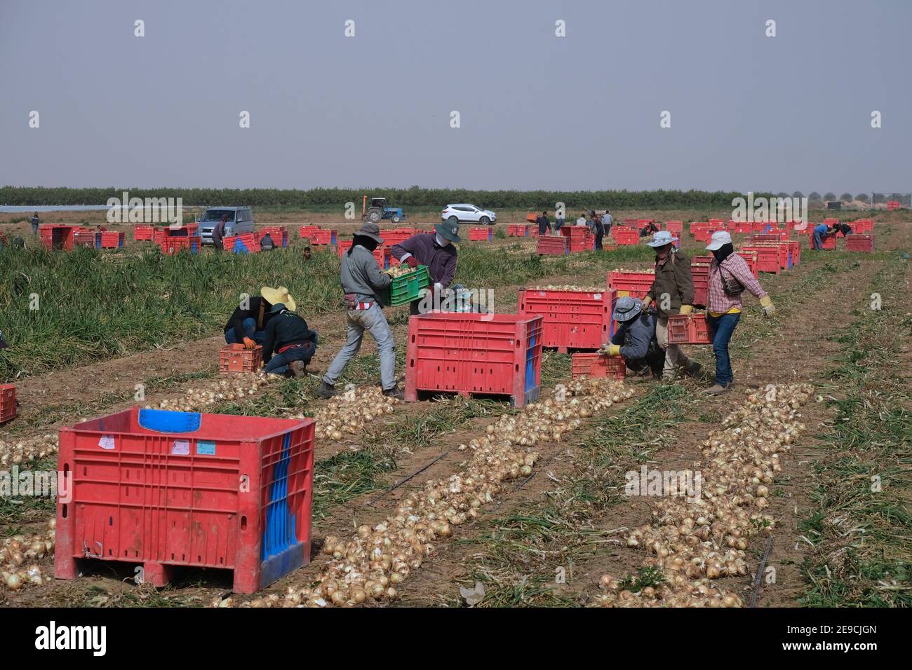 Palestinian and Thai agricultural workers working in an onion field of ...