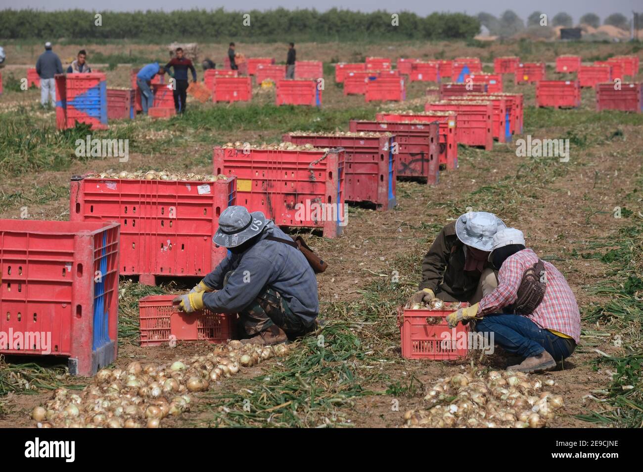 Palestinian and Thai agricultural workers working in an onion field of ...