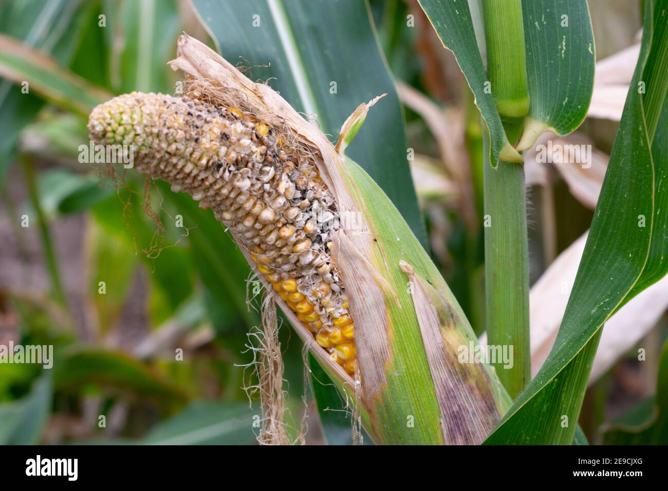 Close up of immature, diseased and moldy corn cob on the field Stock ...